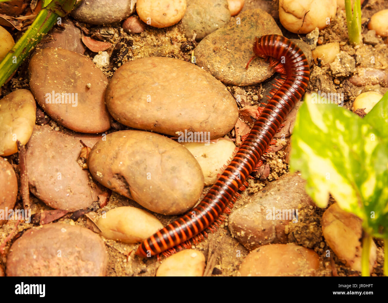 Millipede millipede walk on stone hi-res stock photography and images ...