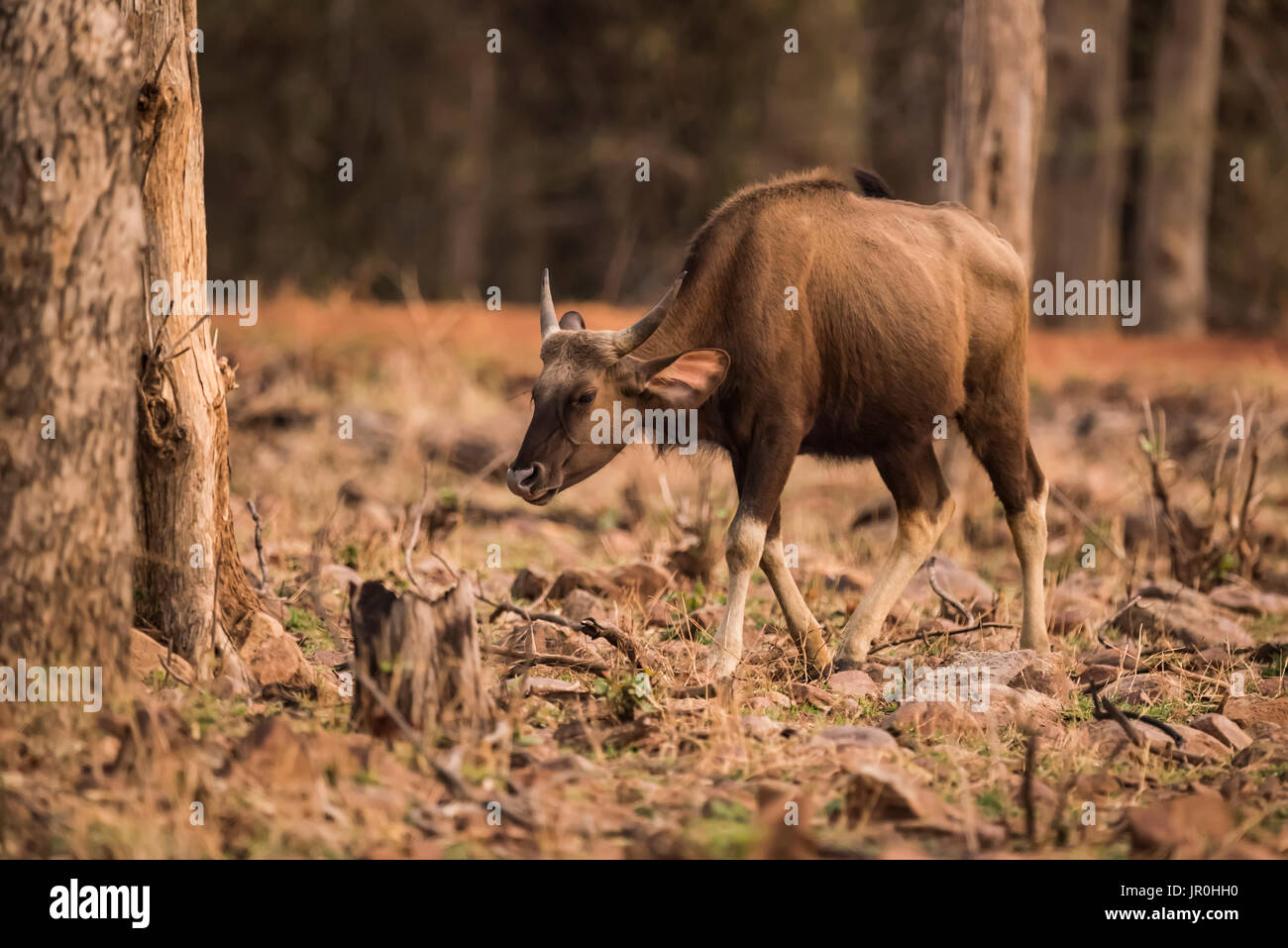 Indian gaur hi-res stock photography and images - Alamy