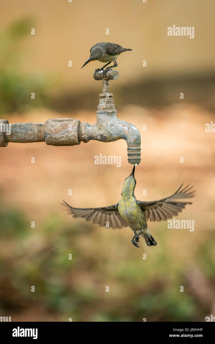 Dripping tap hi-res stock photography and images - Alamy