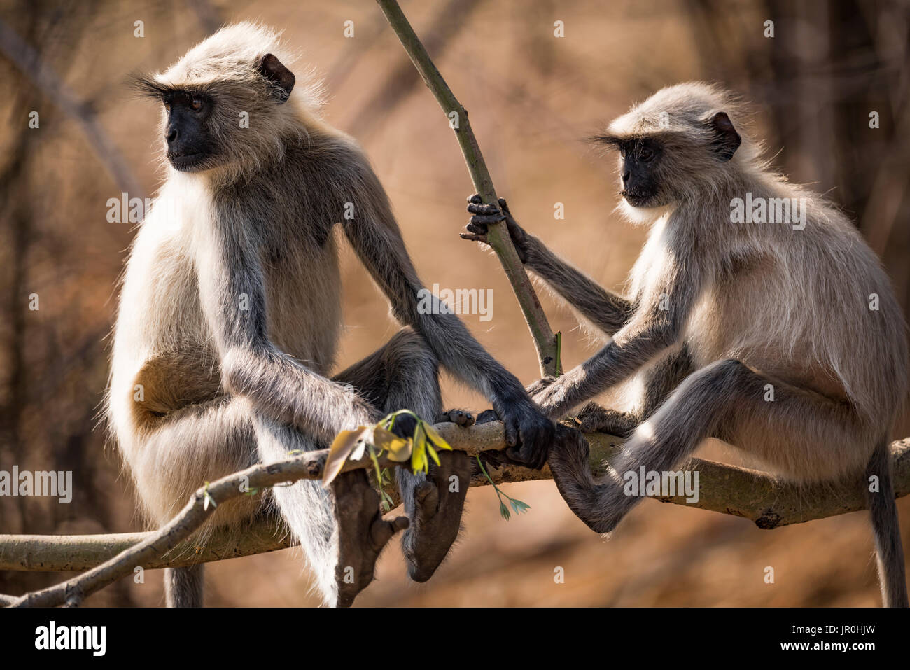 Two Hanuman Langurs (Semnopithecus Entellus) Sitting On A Tree Branch ...