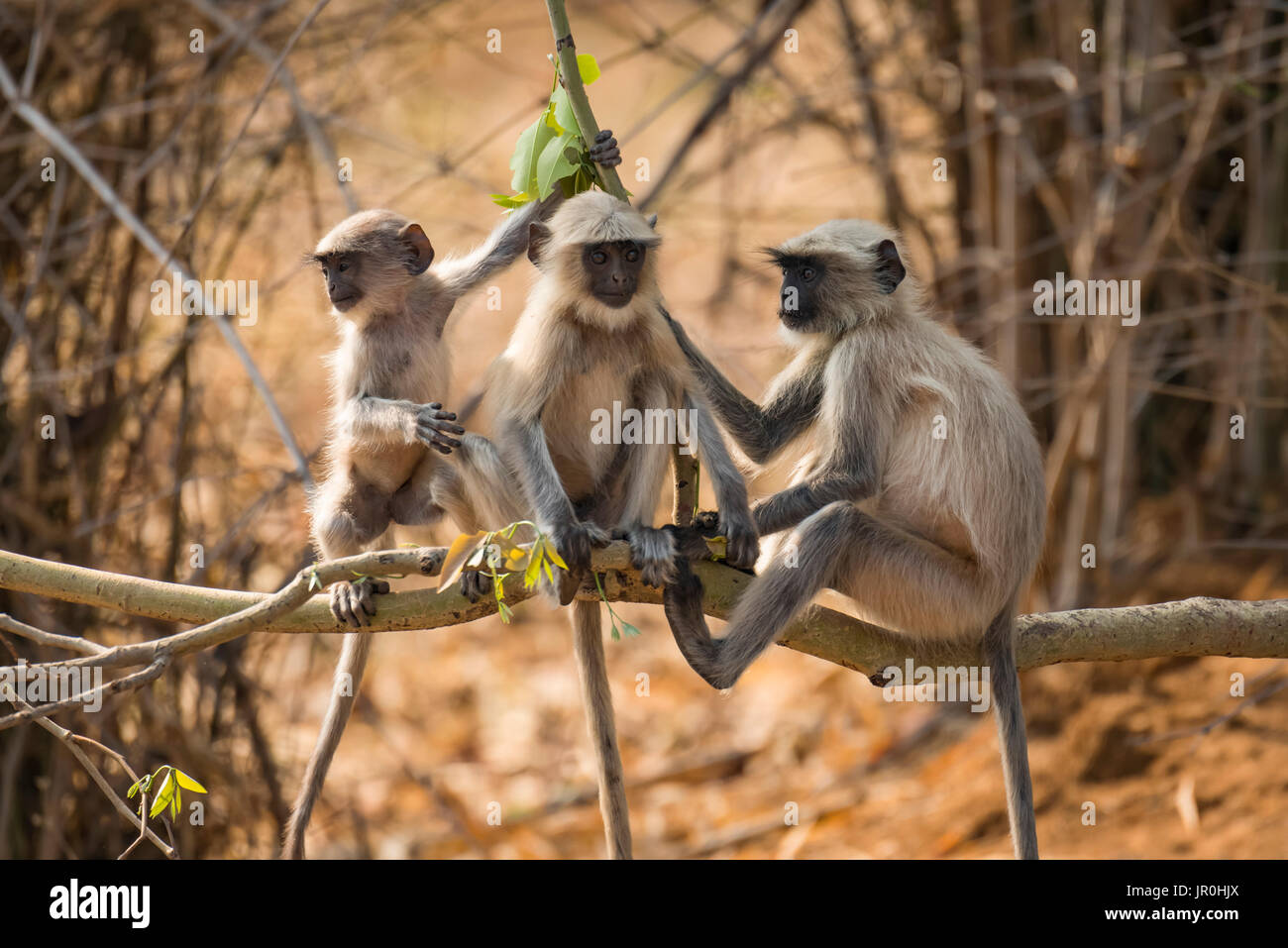 Hanuman langurs semnopithecus entellus hi-res stock photography and ...