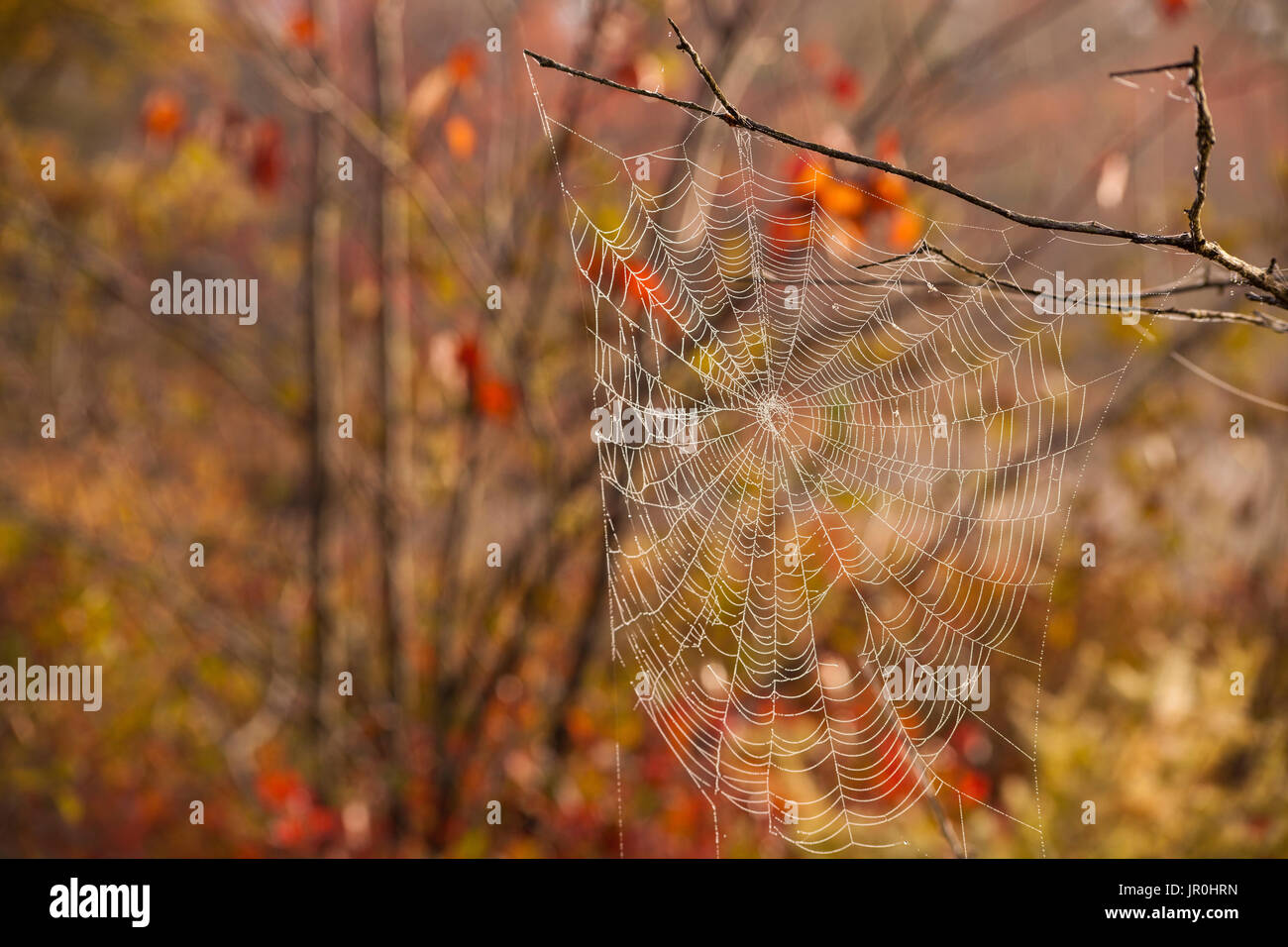 Spiderweb In A Tree In Autumn, Near Lakeview; Nova Scotia, Canada Stock ...