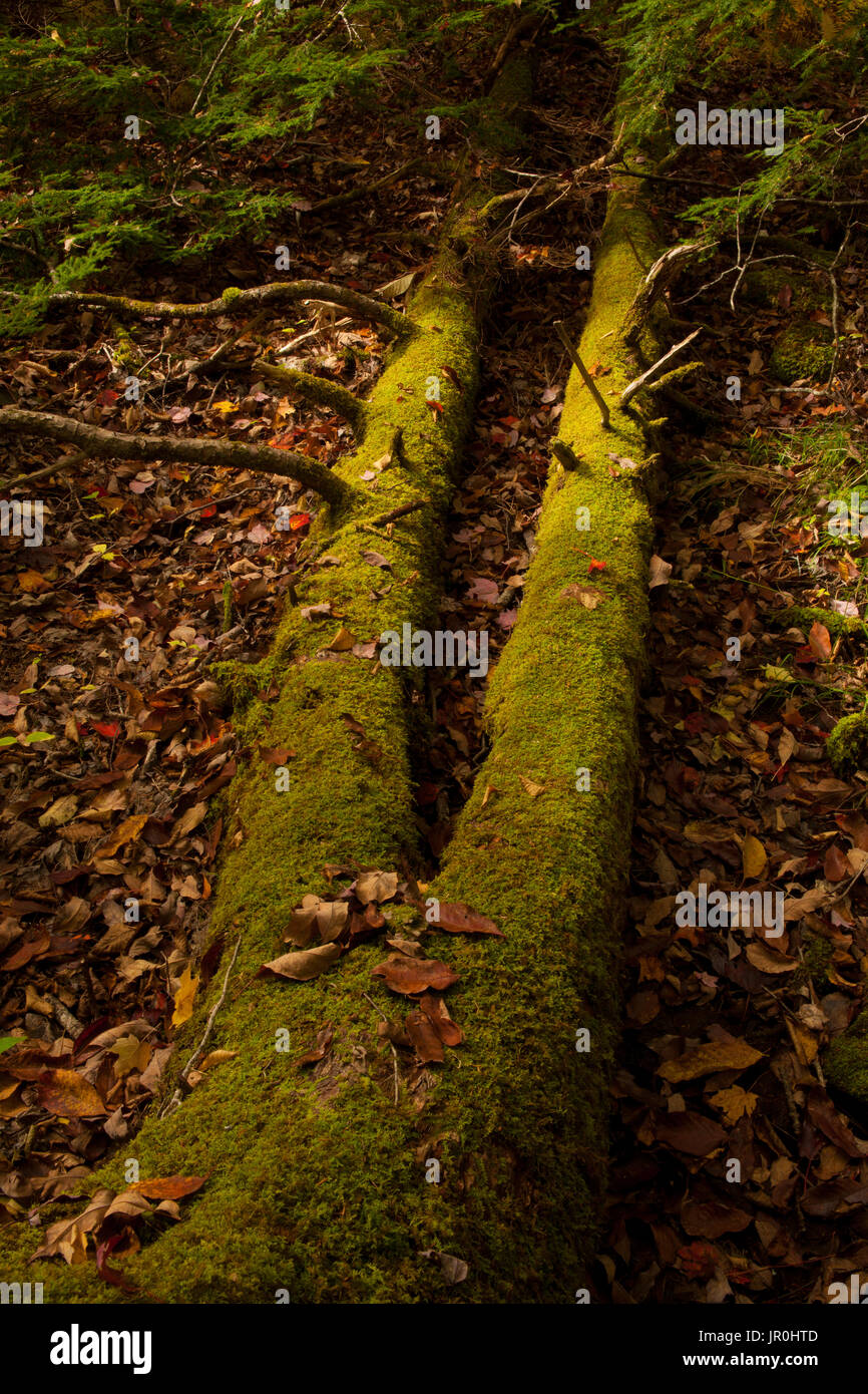 Long Fallen Tree Trunks Near The Rawdon River In Autumn; Wellington ...