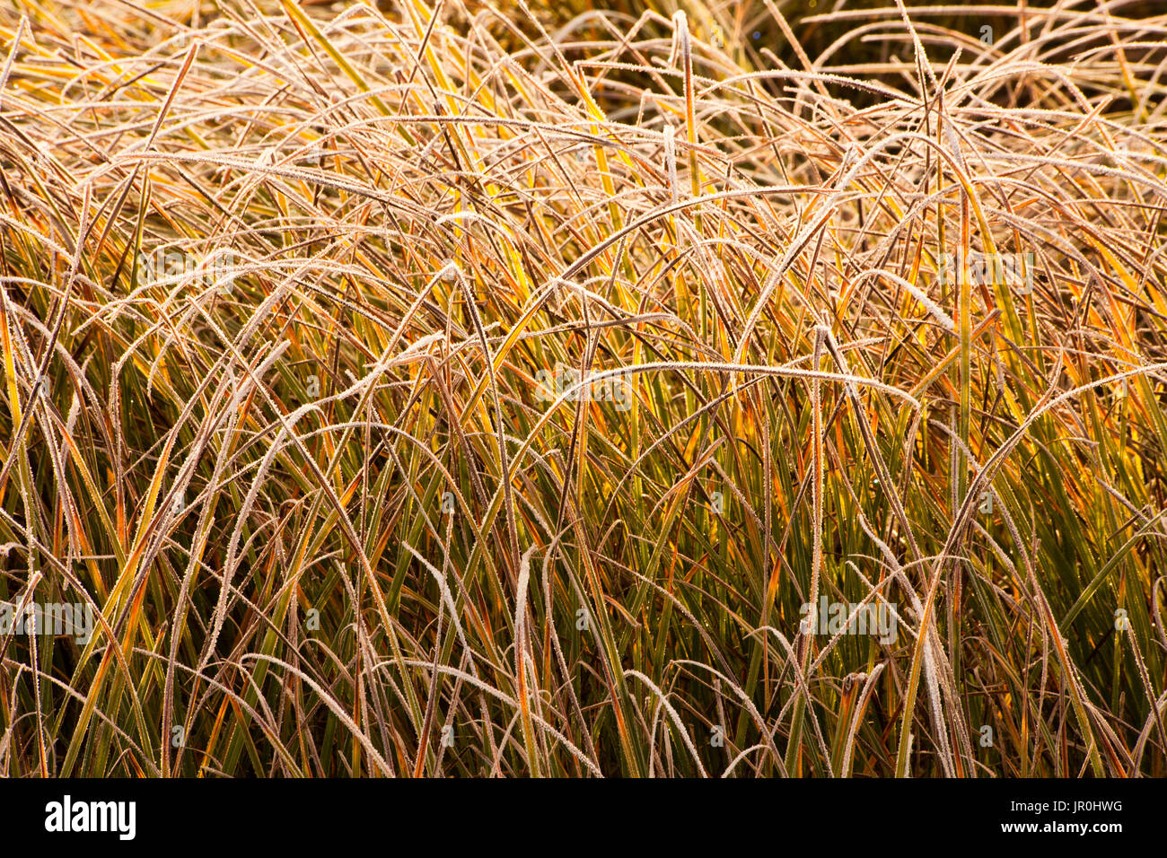 Oakfield hi-res stock photography and images - Alamy