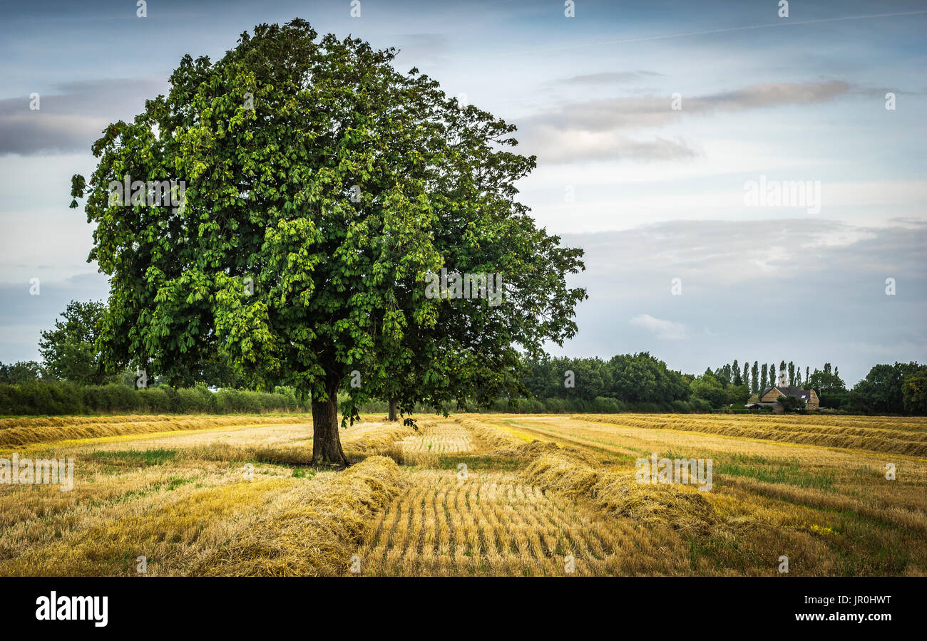 Knapwell cambridgeshire hi-res stock photography and images - Alamy