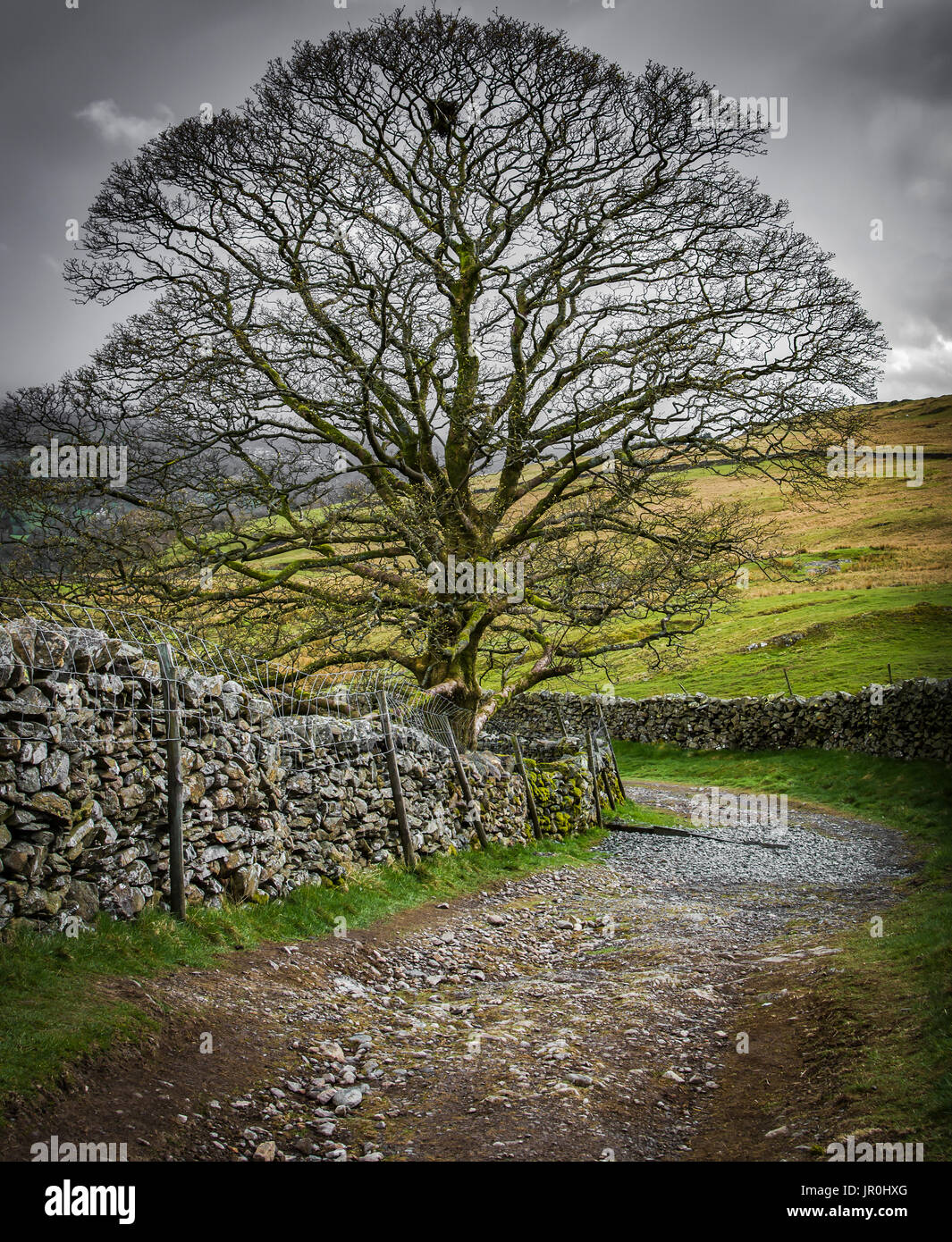 Lone Tree Standing Proud In Lake District Lane; Cumbria, England Stock ...