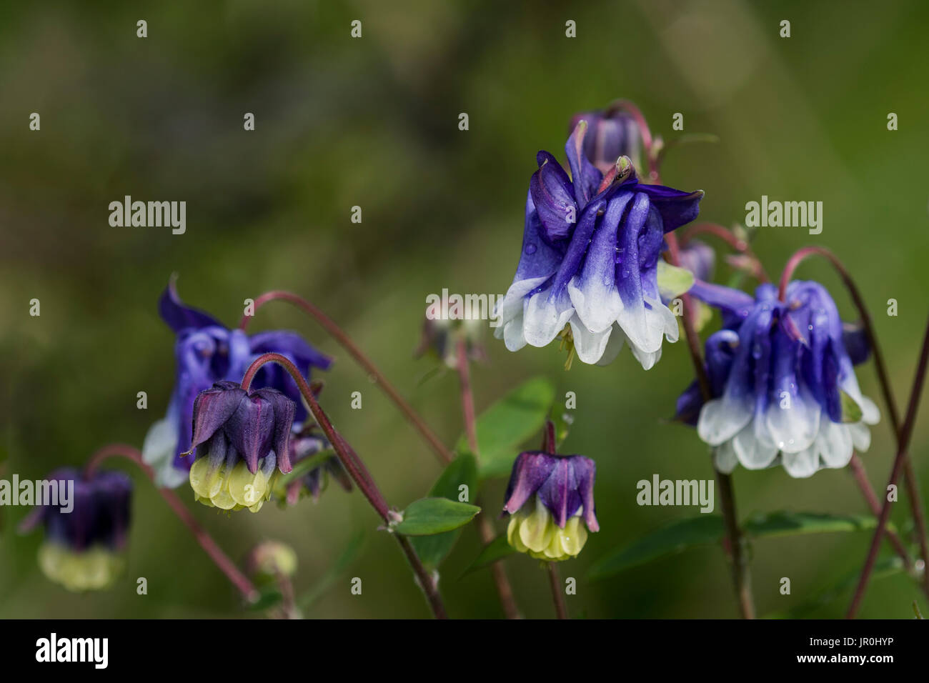 Columbine (Aquilegia), Also Known As Granny's Bonnet, In Bloom; Astoria ...