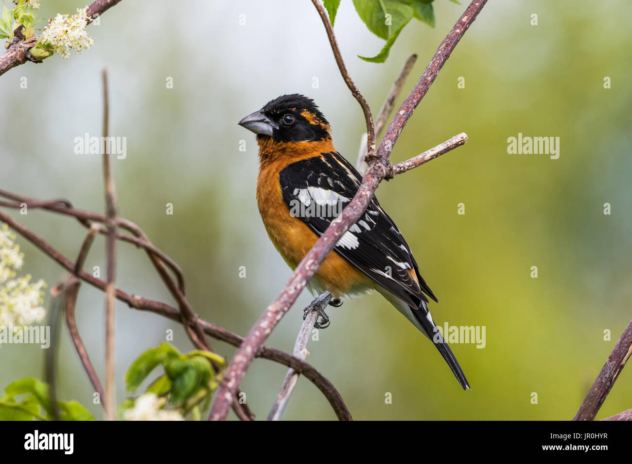 Black Headed Grosbeak High Resolution Stock Photography and Images - Alamy