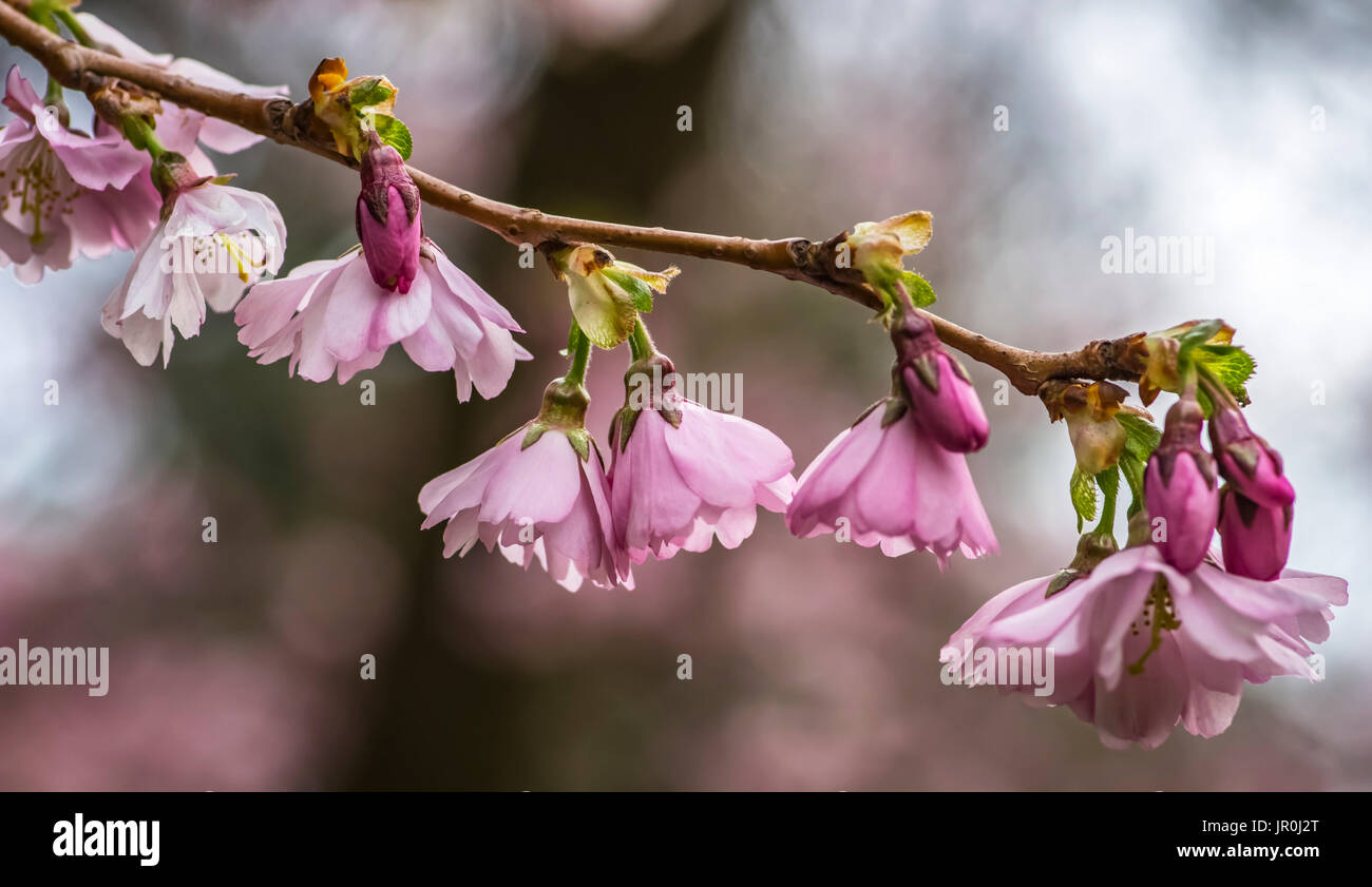 Spring Arrives With Cherry Blossom Coming Into Bloom; East Boldon ...