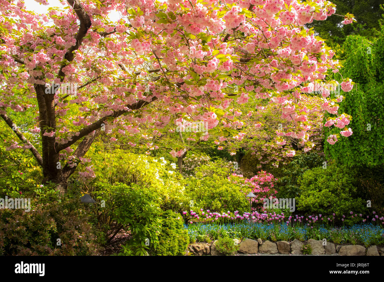 Cherry Blossoms And Flowers At Butchart Gardens; Victoria, British ...