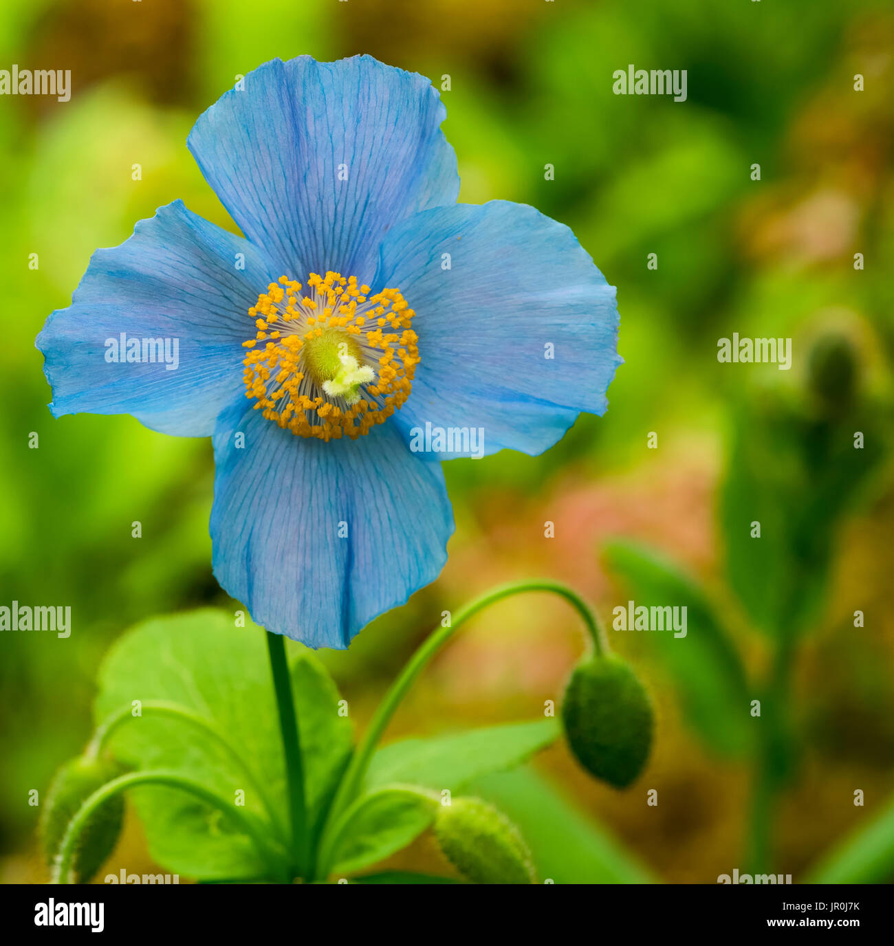 Close-Up Of A Blue Flower Blossoming At Butchart Gardens; Victoria ...