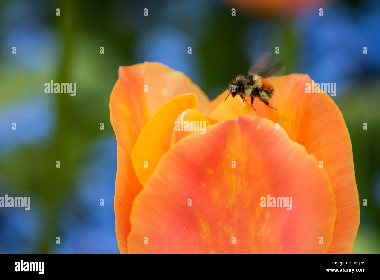 Victoria bee hi-res stock photography and images - Alamy