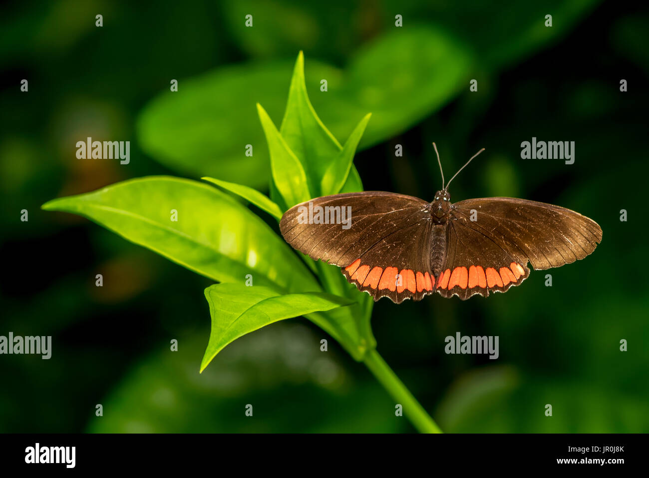 Close-Up Of A Butterfly Resting On A Plant At Victoria Butterfly ...