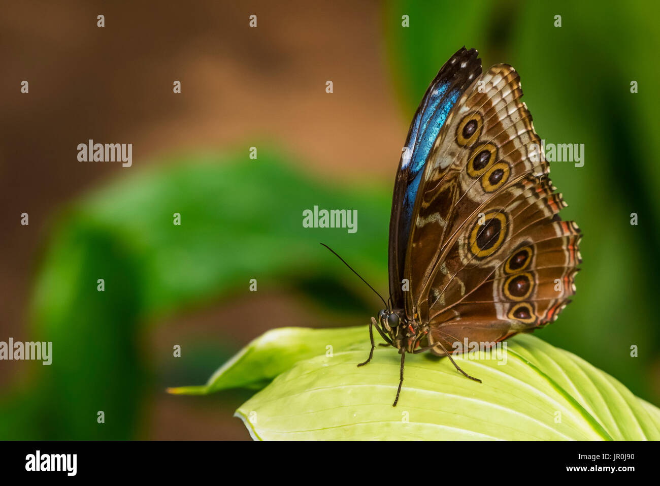 Victoria butterfly gardens hi-res stock photography and images - Alamy