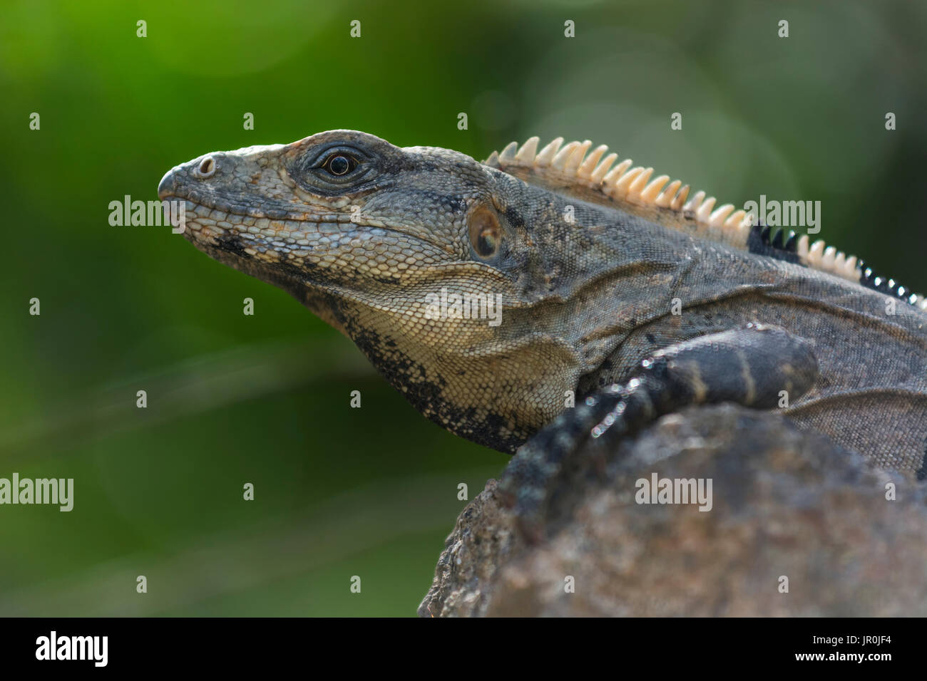 Mexico yucatan animals hi-res stock photography and images - Alamy