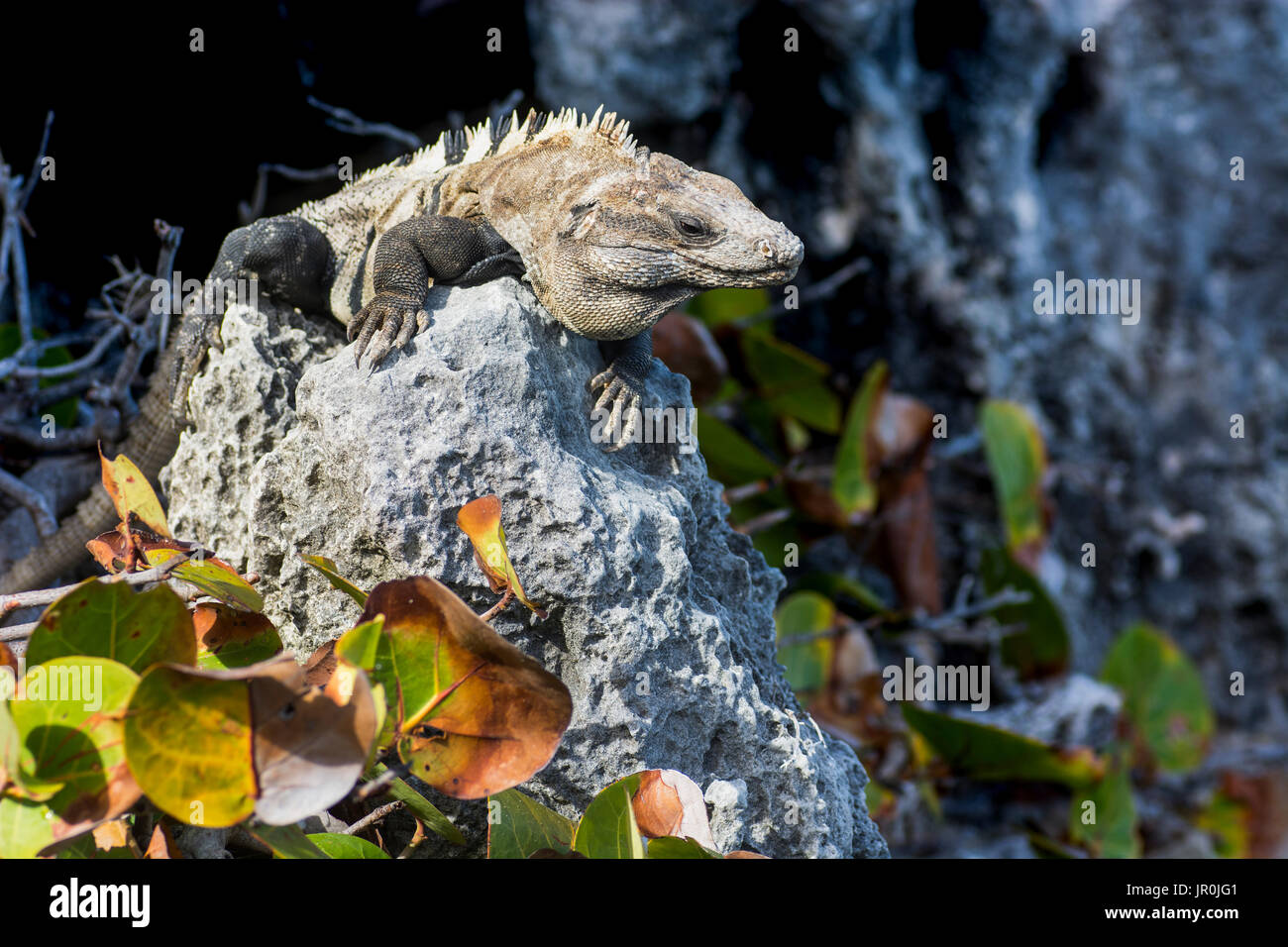 Mexico iguana lizard hi-res stock photography and images - Alamy