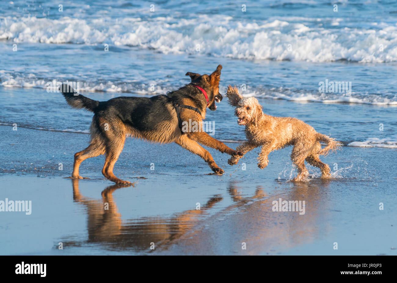 Two dogs playing on beach hi-res stock photography and images - Alamy