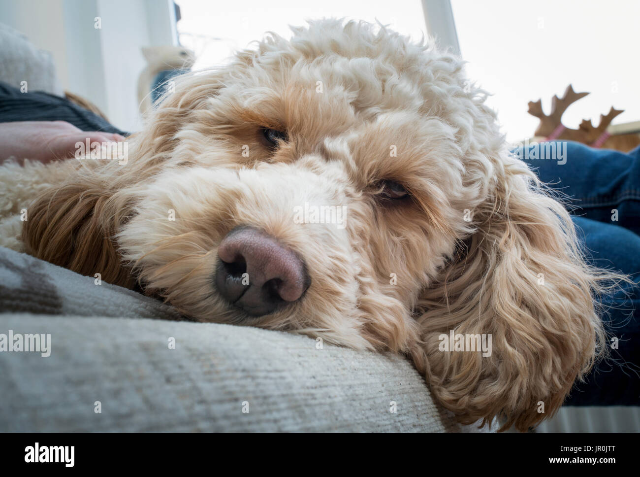 Close-Up Of The Face Of A Cockapoo Looking Into The Camera As It Lays ...