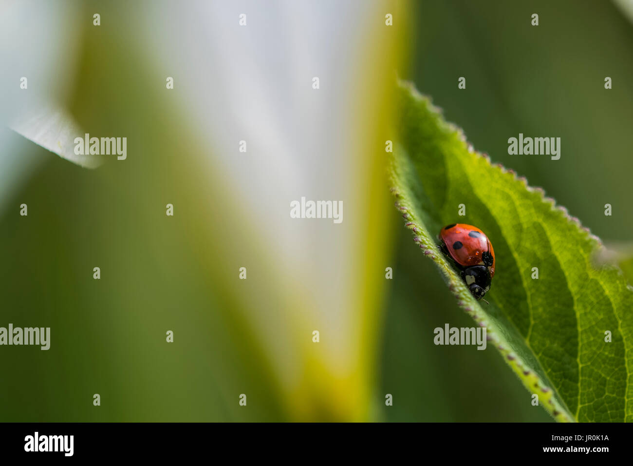 Ladybug Beetle (Coccinellidae) Sitting On A Leaf; Astoria, Oregon ...