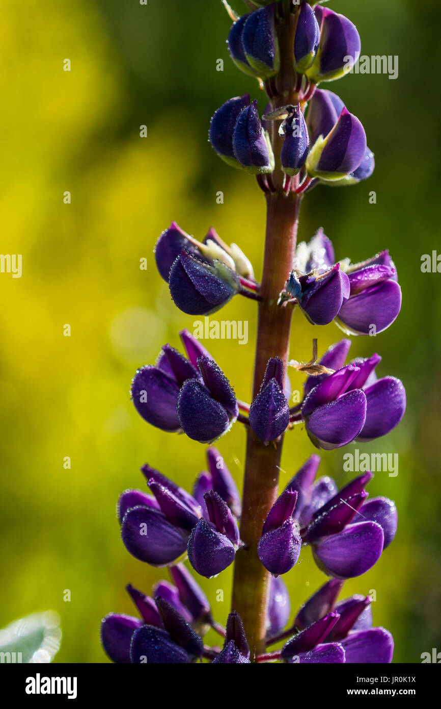 Lupine Plant Stands Tall In A Garden; Astoria, Oregon, United States Of ...