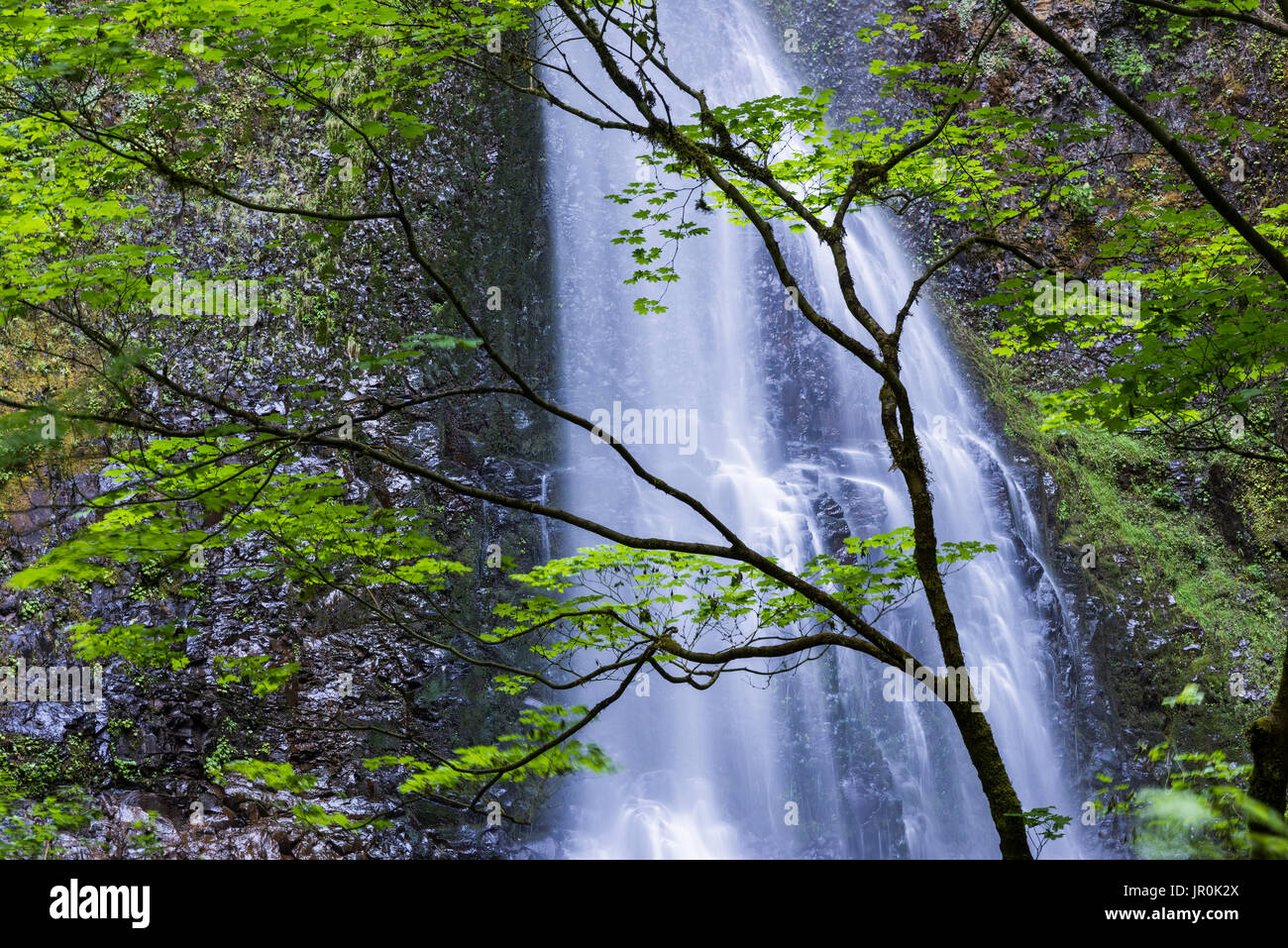 Vine maple hi-res stock photography and images - Alamy