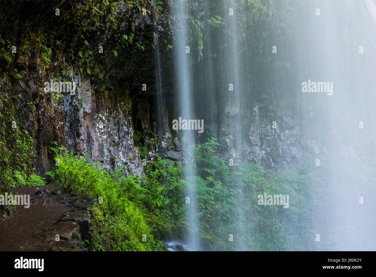 Plants Grow Behind A Veil Of Mist At Silver Falls State Park; Silverton ...