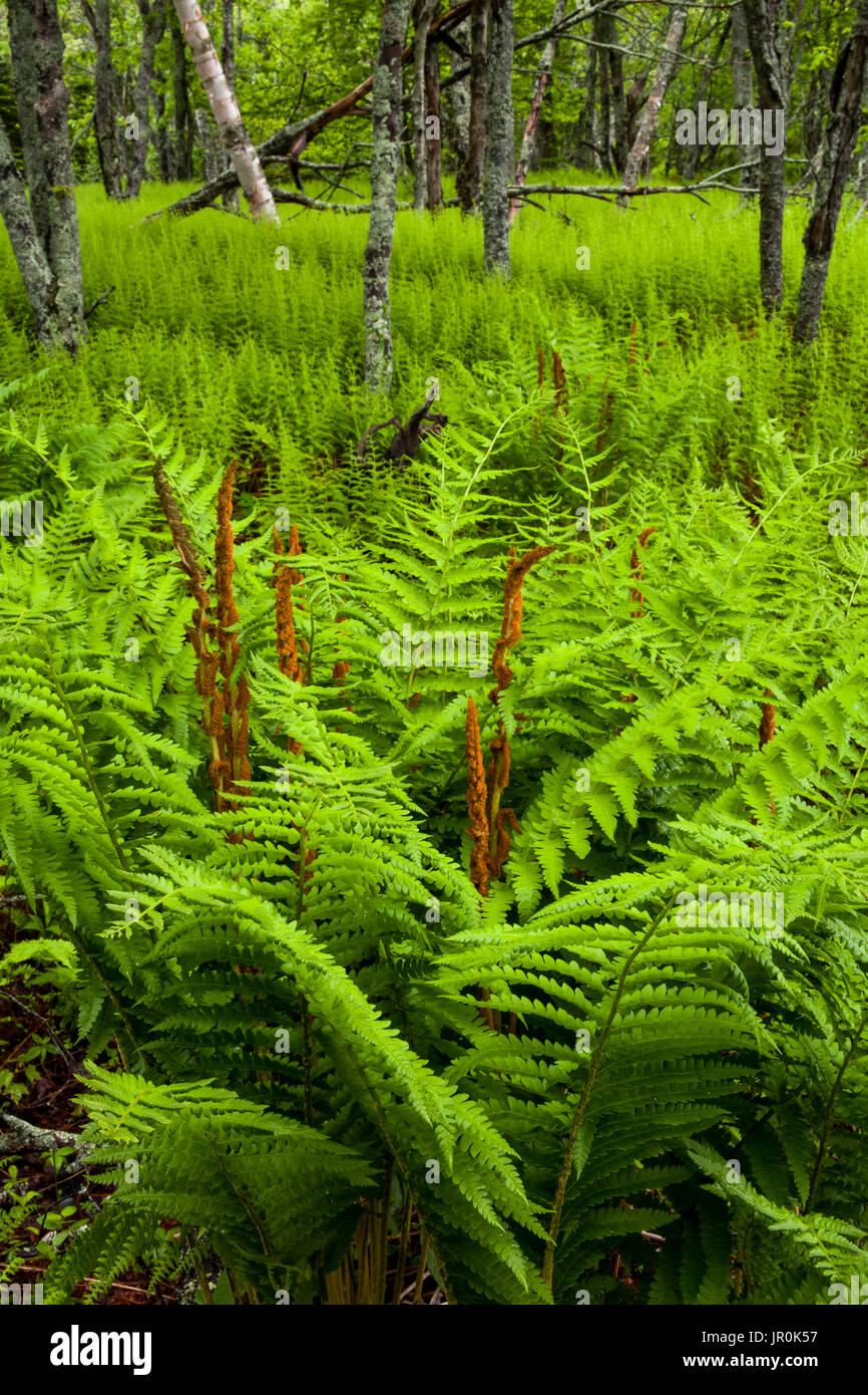 Fern Meadow; Enfield, Nova Scotia, Canada Stock Photo - Alamy