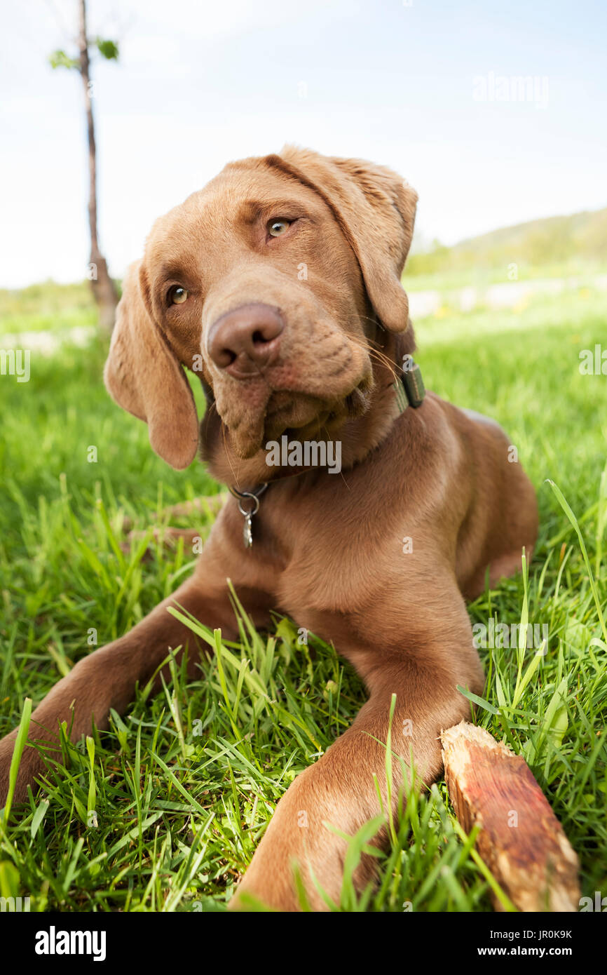 Labrador head tilted hi-res stock photography and images - Alamy