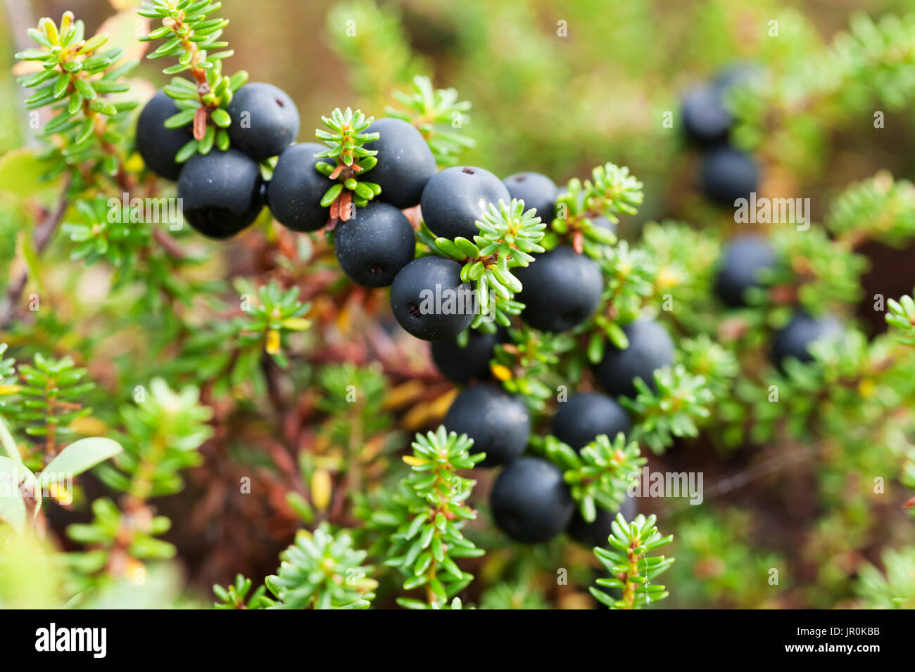 Black crowberry empetrum nigrum hi-res stock photography and images - Alamy