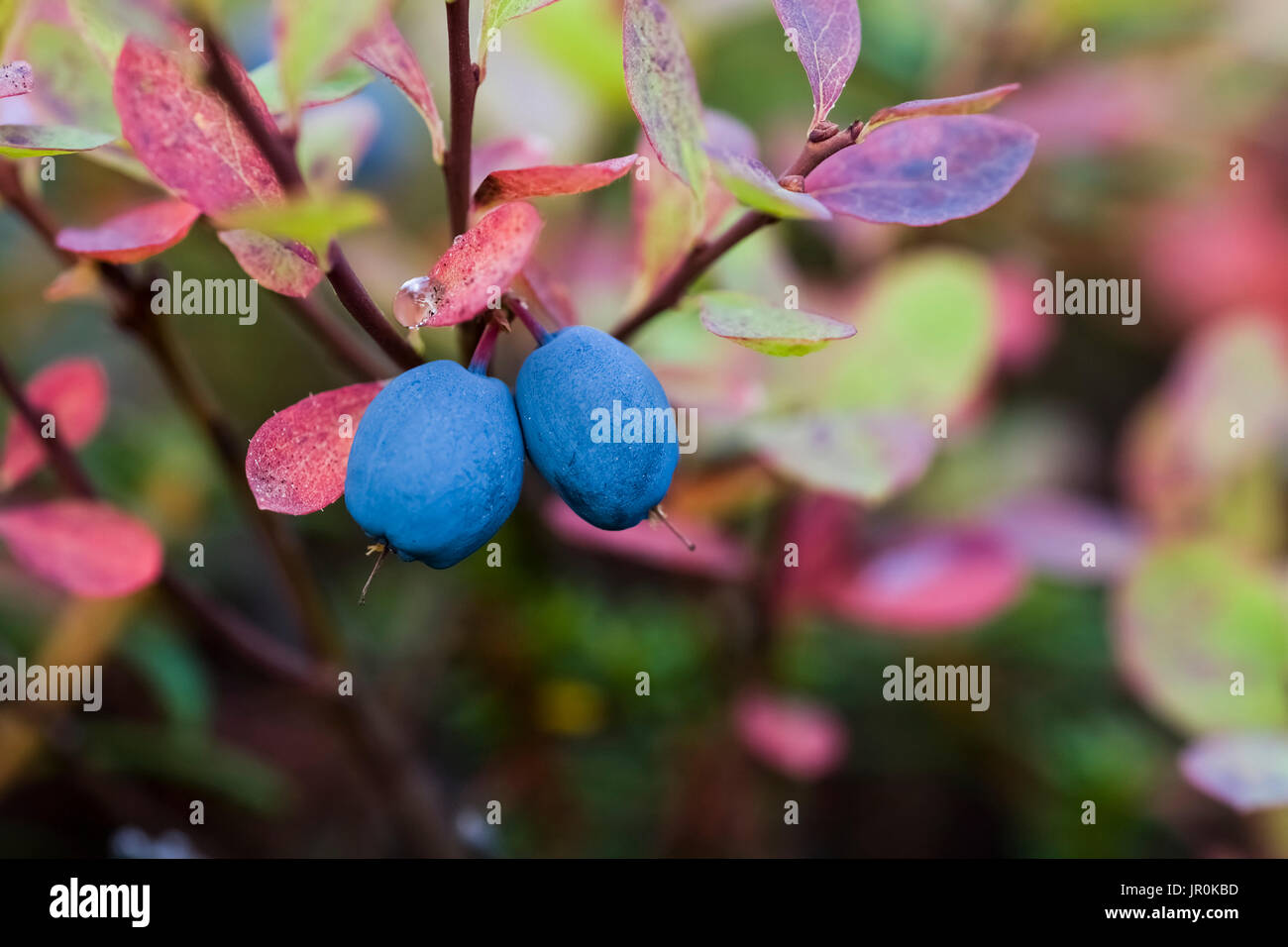 Lowbush blueberry hi-res stock photography and images - Alamy