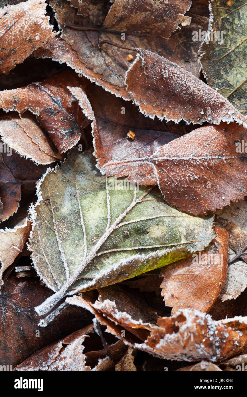 Pile Of Frosty Autumn Coloured Leaves; Alaska, United States Of America ...
