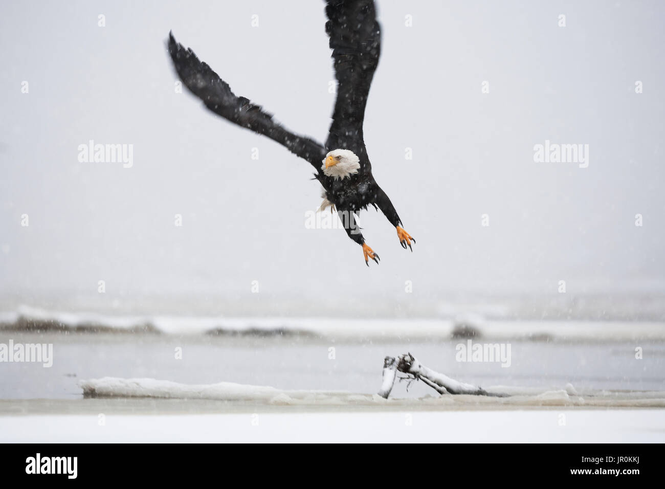 Bald eagle flying over ocean High Resolution Stock Photography and ...