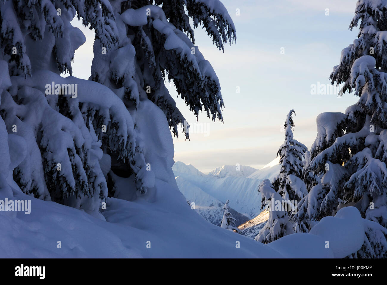 Snow Covered Pine Trees With Bending Branches In Winter; Alaska, United ...