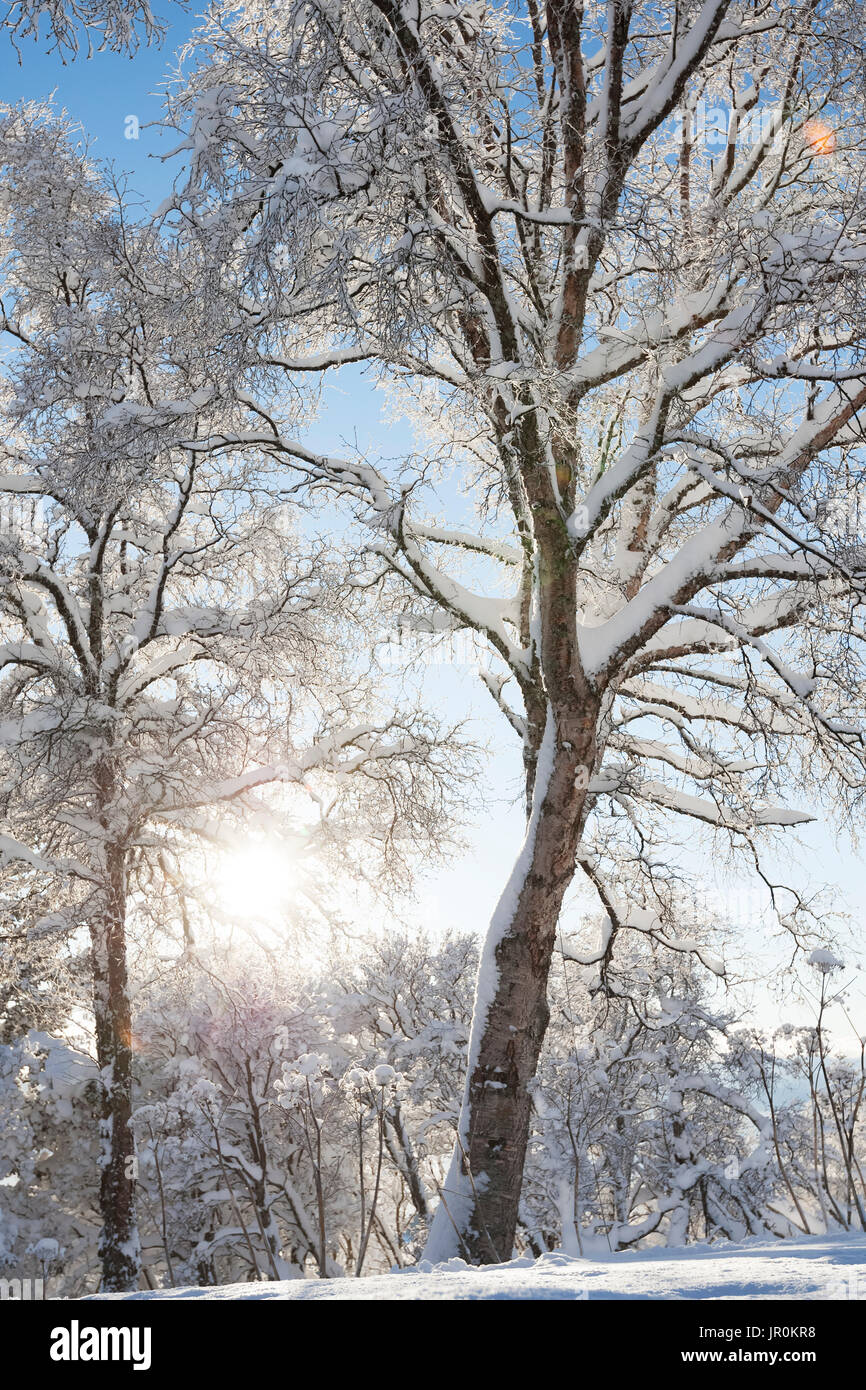 Trees Covered In Snow And Hoarfrost Backlit By The Sunlight Against A ...