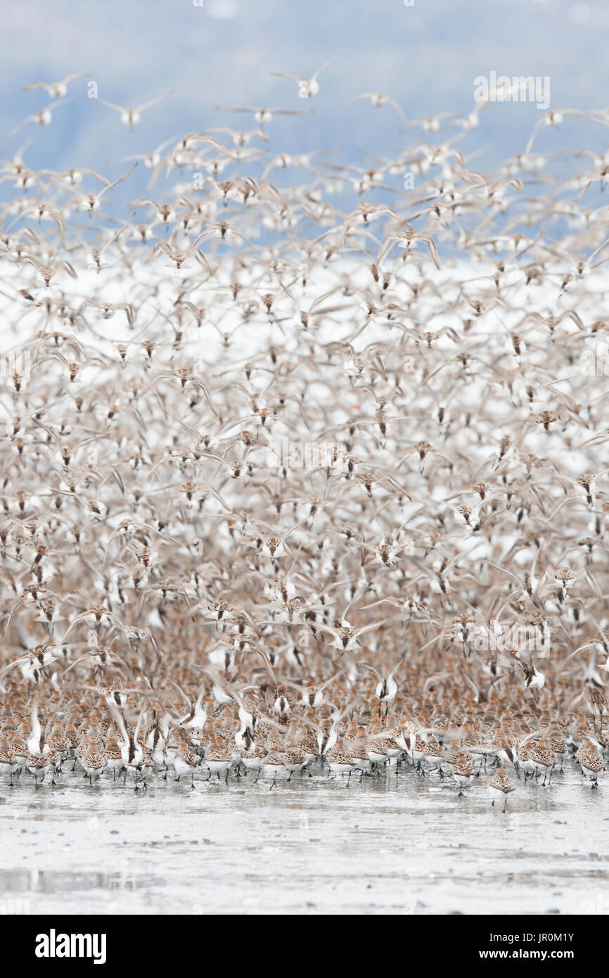 Large flock of birds hi-res stock photography and images - Alamy