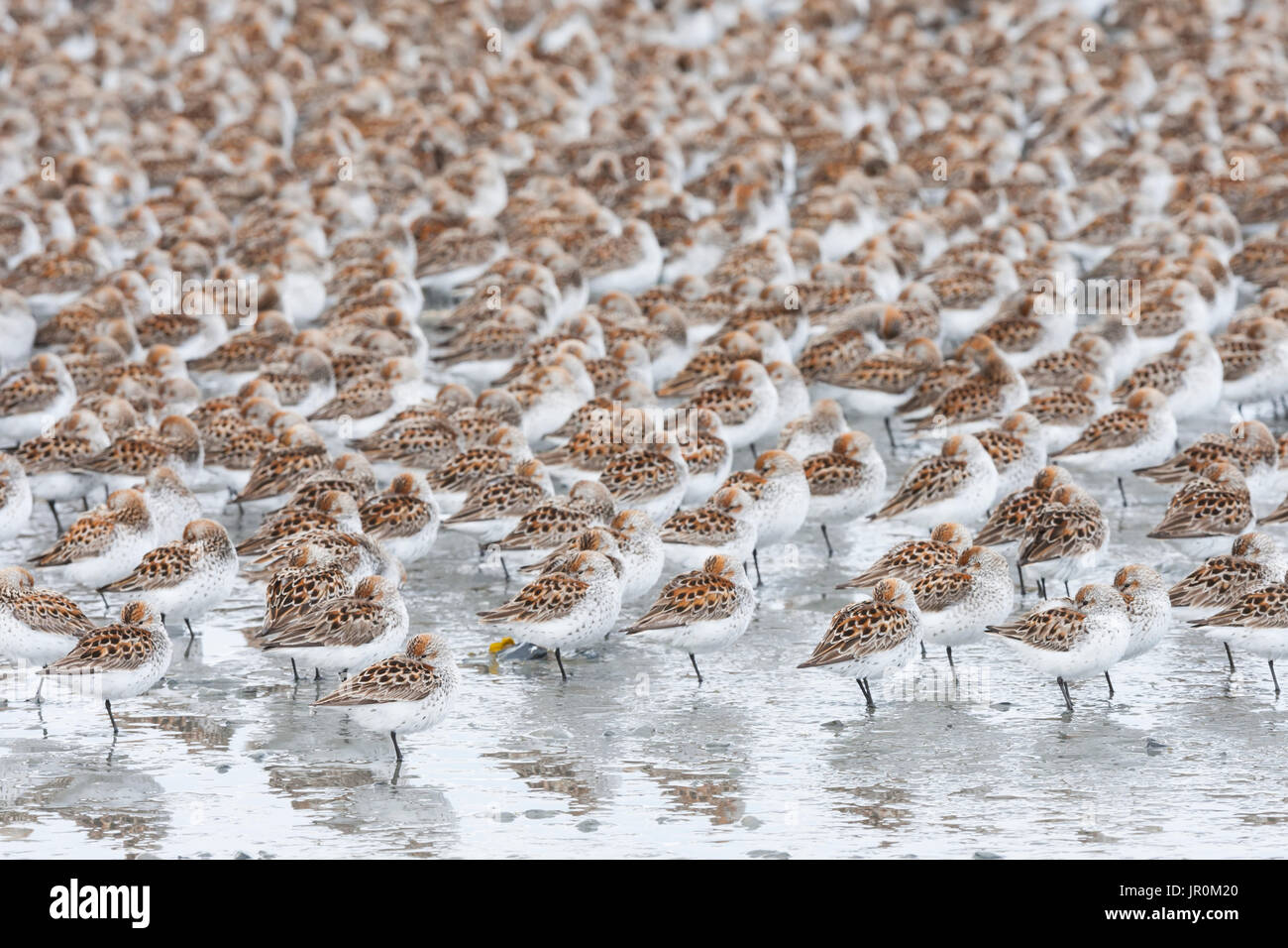 A Large Flock Of Small Birds Standing On One Leg With Spotted Plumage ...