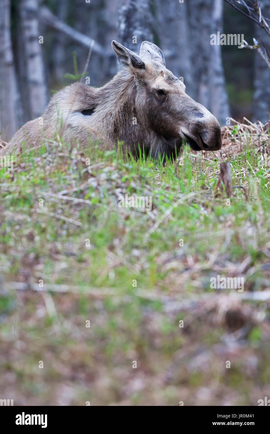 Female Moose High Resolution Stock Photography and Images - Alamy