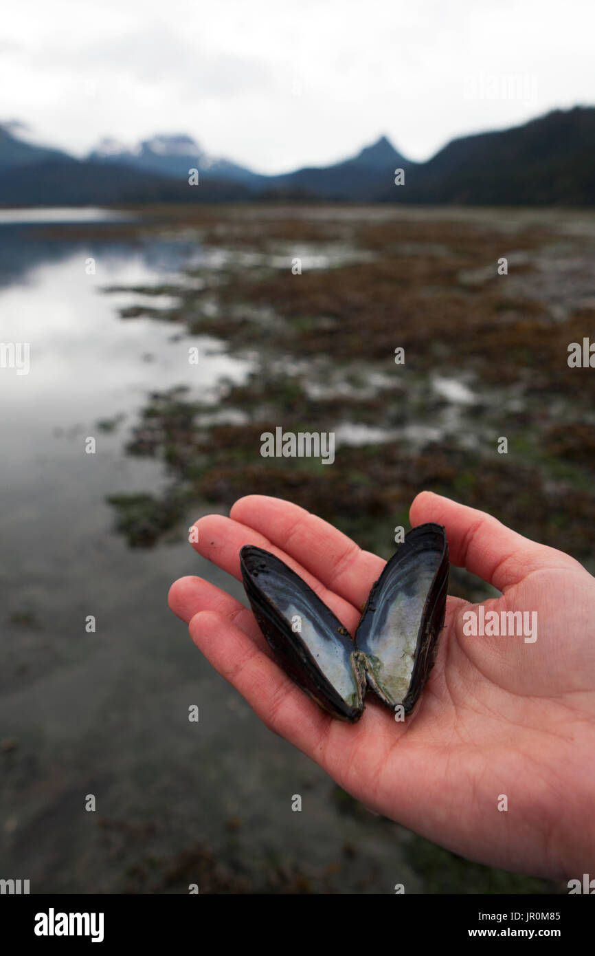 A Hand Holds An Open Mollusc Shell At The Water's Edge; Alaska, United ...