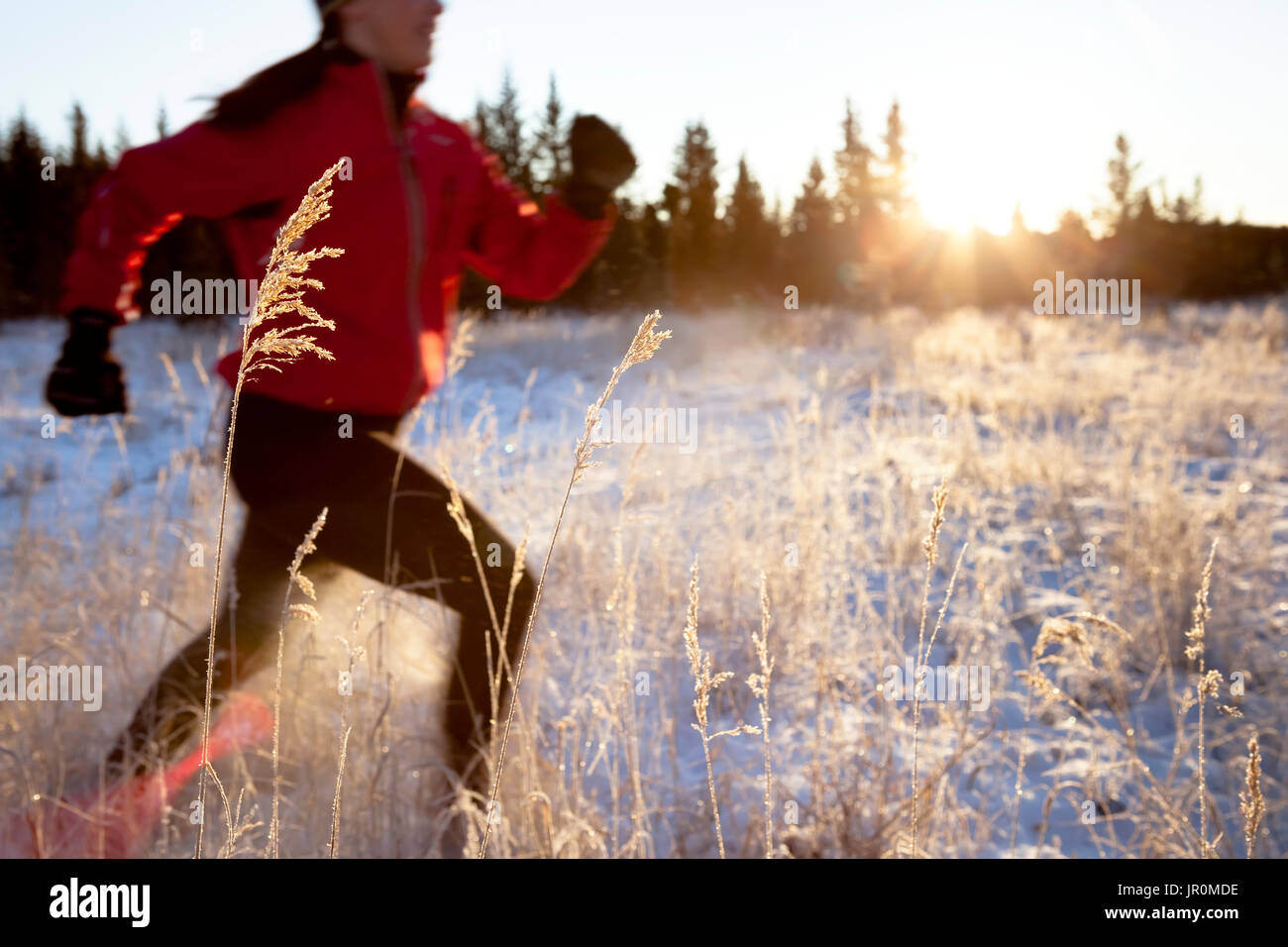 Long grasses silhouette hi-res stock photography and images - Alamy