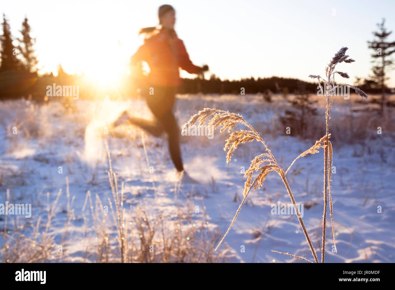 Running Across A Field With Snow And Long Grasses In Winter; Homer ...