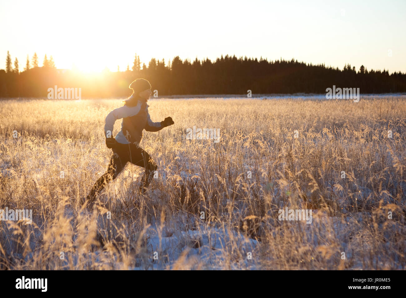 Running Across A Field With Snow And Long Grasses In Winter With The ...