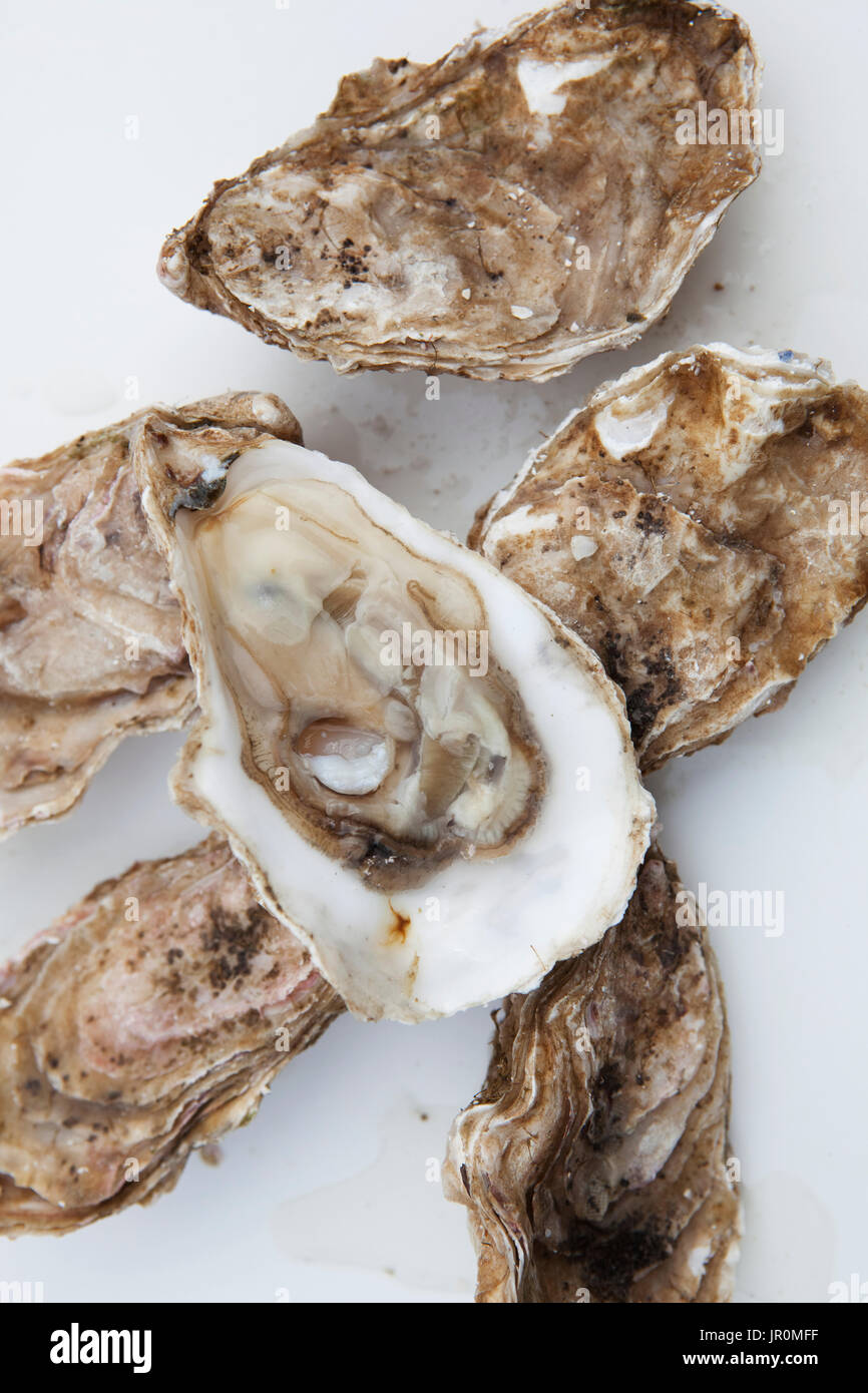 Oyster Shells On A White Surface; Alaska, United States Of America ...