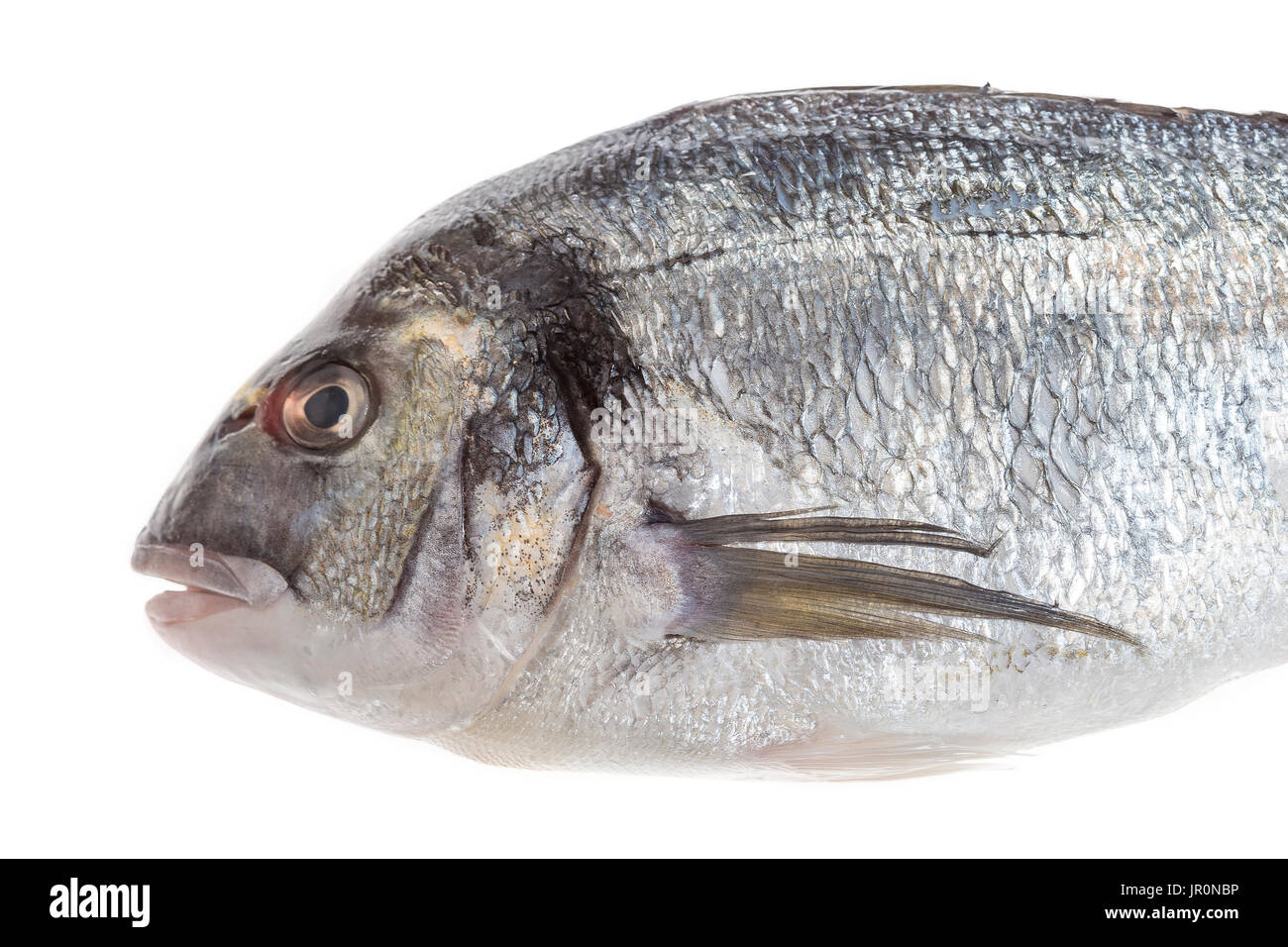 Dorado fish or sea seabream isolated profile view on white Stock Photo ...