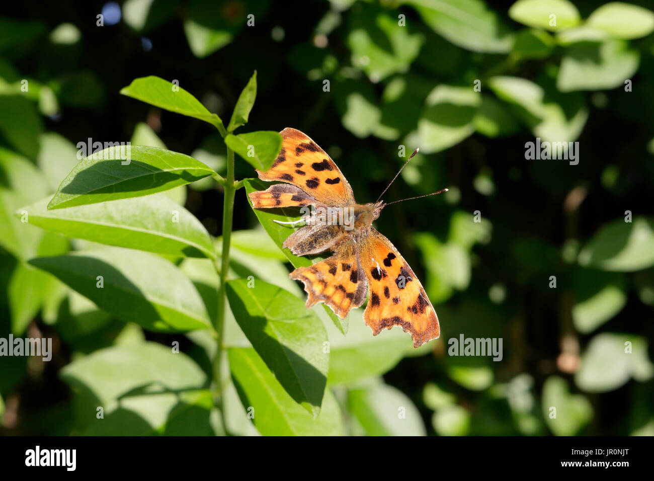 Comma butterfly with damaged rear wing Stock Photo - Alamy