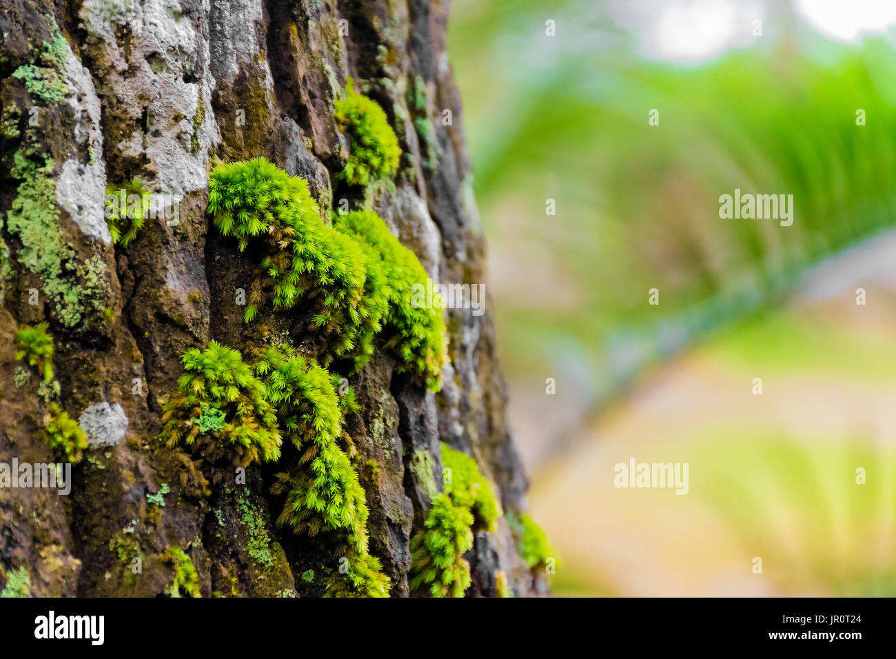 Plant grows on tree hi-res stock photography and images - Alamy