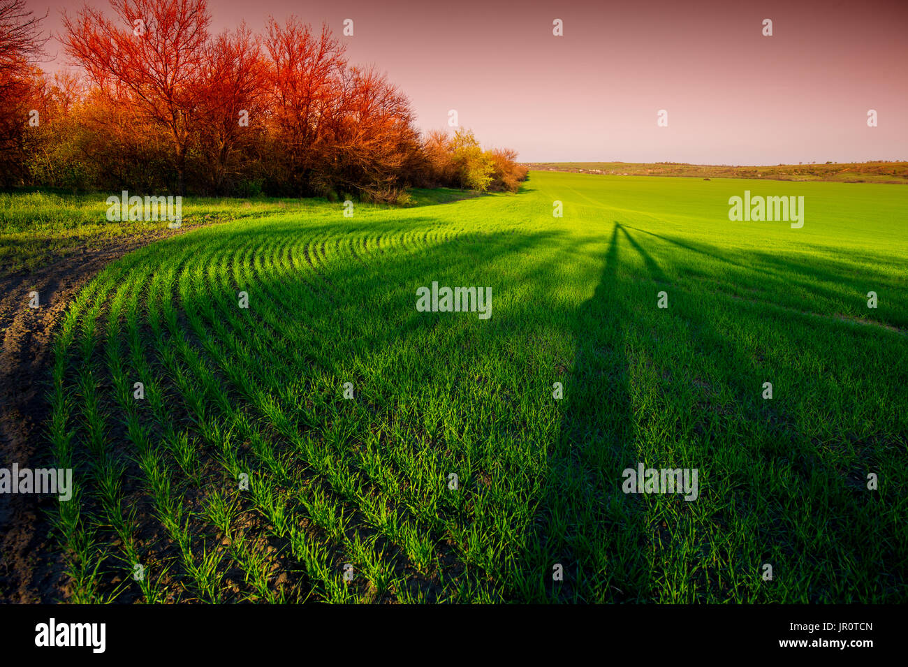 Early wheat field early spring rural landscape Stock Photo - Alamy