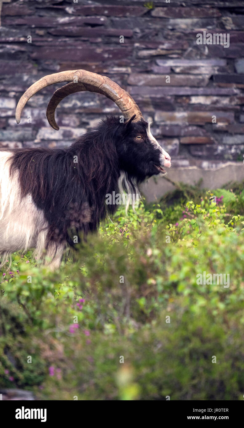 Goat in Llanberis Stock Photo - Alamy