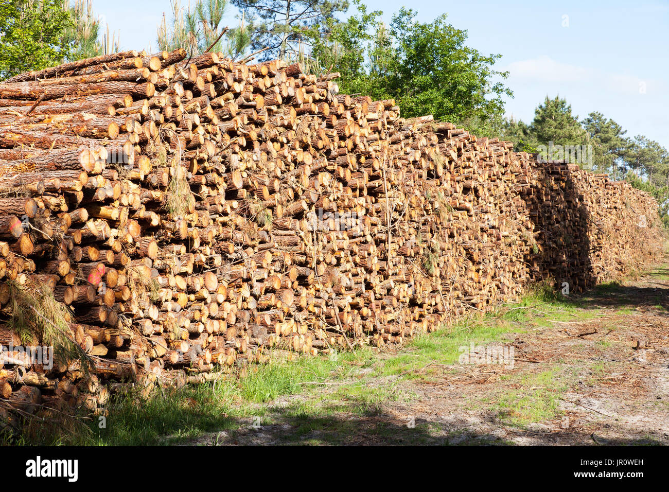 pile of pine tree trunks cut Stock Photo - Alamy
