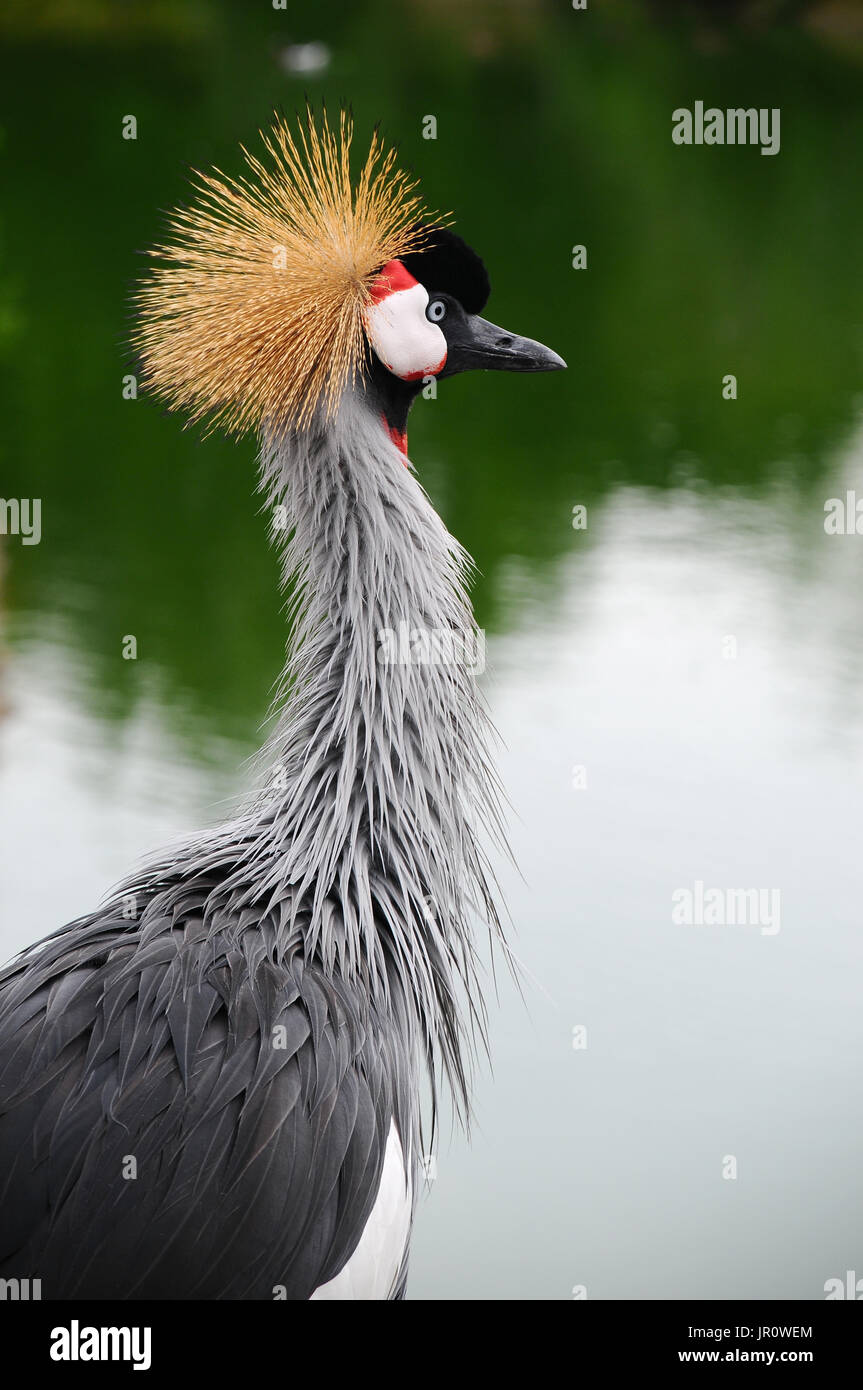 African crowned crane bird hi-res stock photography and images - Alamy