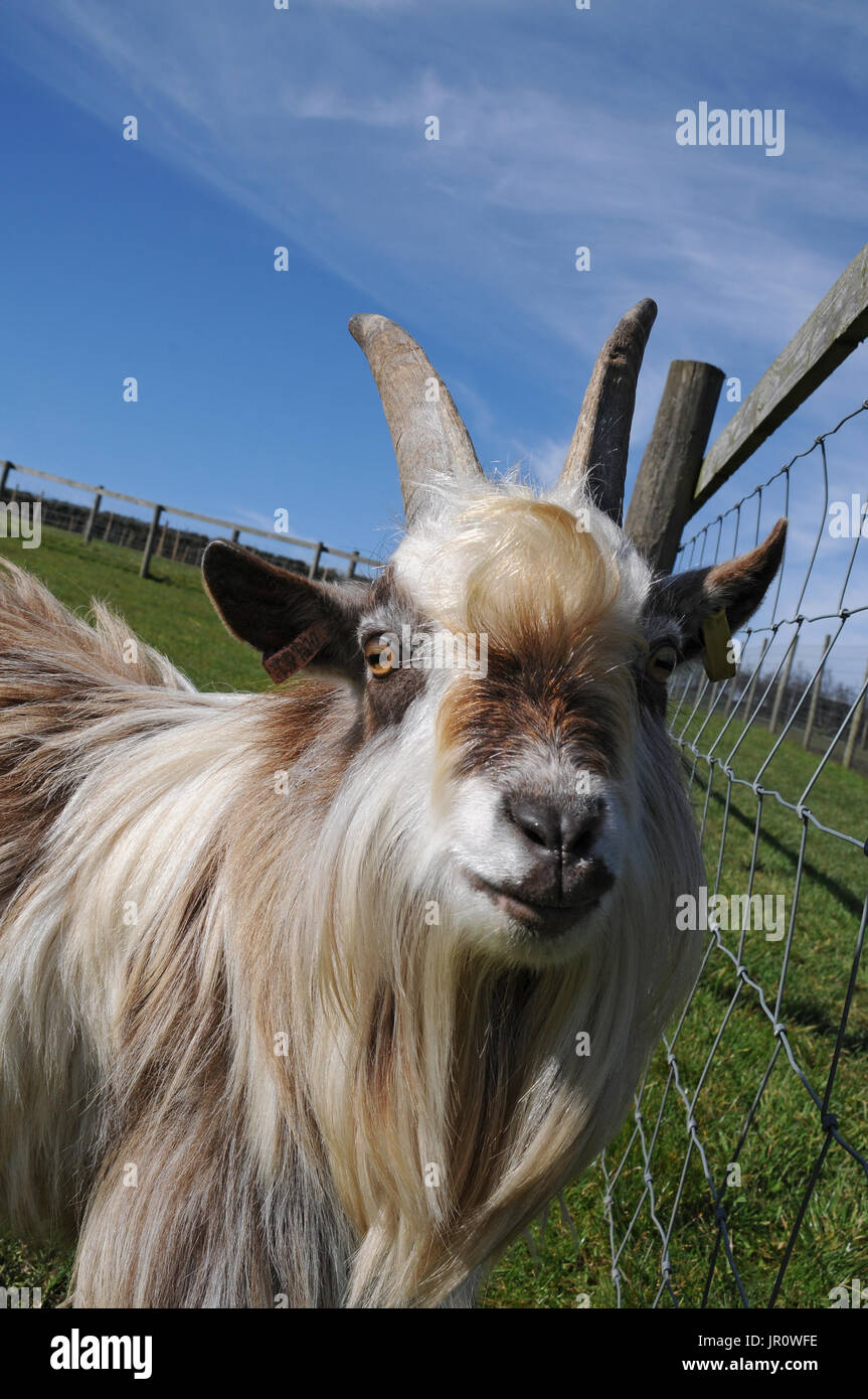 Goat horns hi-res stock photography and images - Alamy